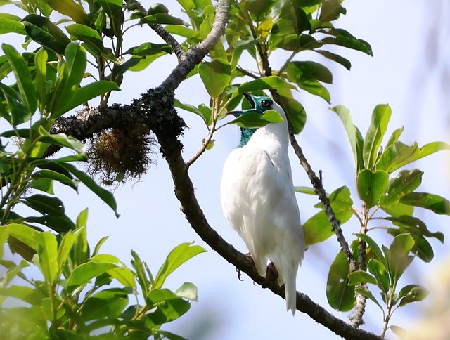 Foto araponga (Procnias nudicollis) Por Milton Cestari | Wiki Aves - A ...