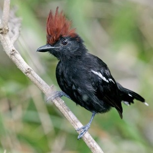 choca-d'água (Sakesphorus luctuosus) | WikiAves - A Enciclopédia das ...