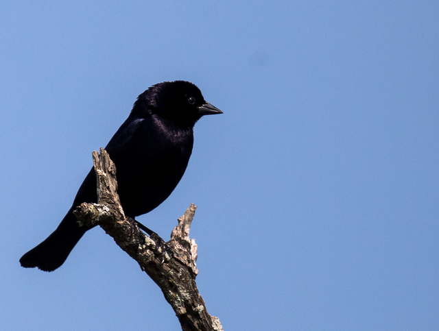 Foto chupim (Molothrus bonariensis) Por Olavo Neto | Wiki Aves - A ...