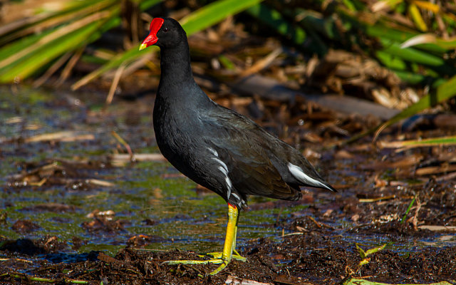 Foto galinha-d'água (Gallinula galeata) Por Bernardo Jacob | Wiki Aves ...