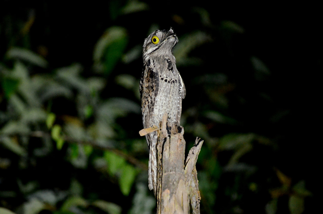 Foto urutau (Nyctibius griseus) Por Kenny Uéslei | Wiki Aves - A ...