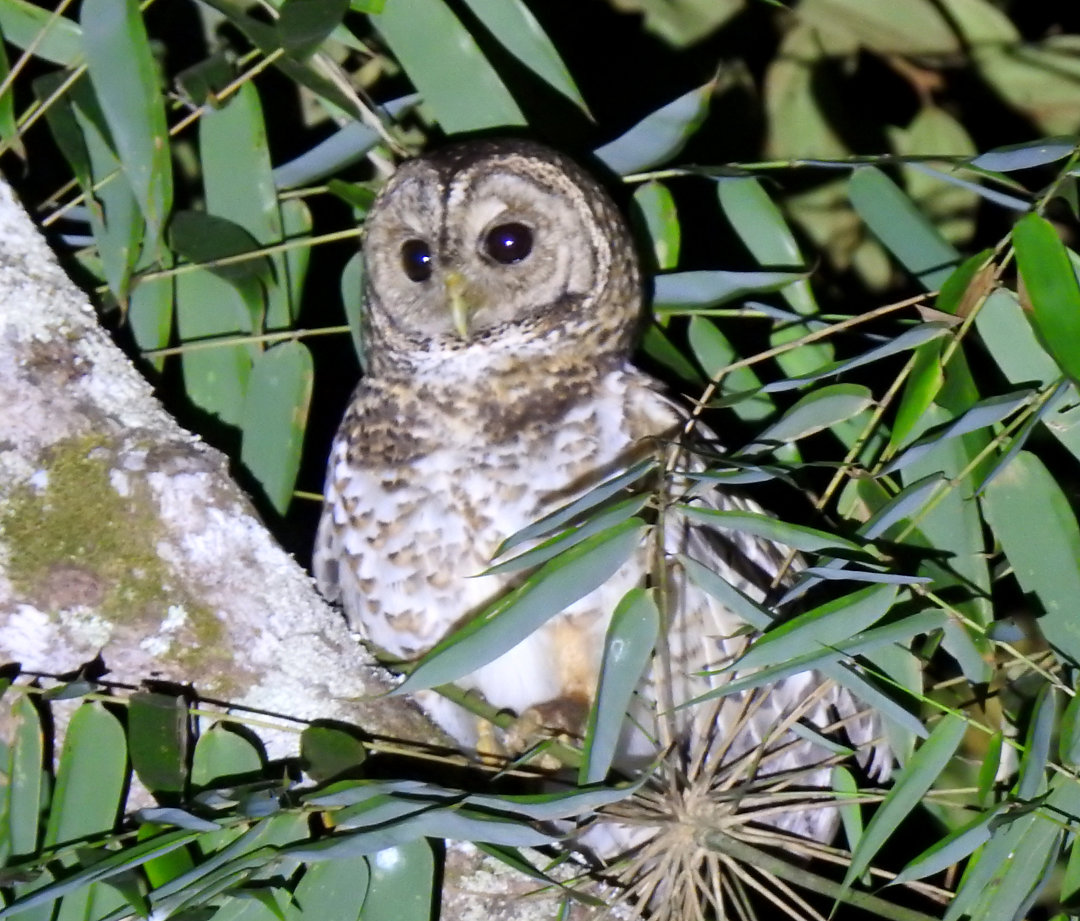 Foto coruja-listrada (Strix hylophila) Por Cátia Moreira | Wiki Aves ...