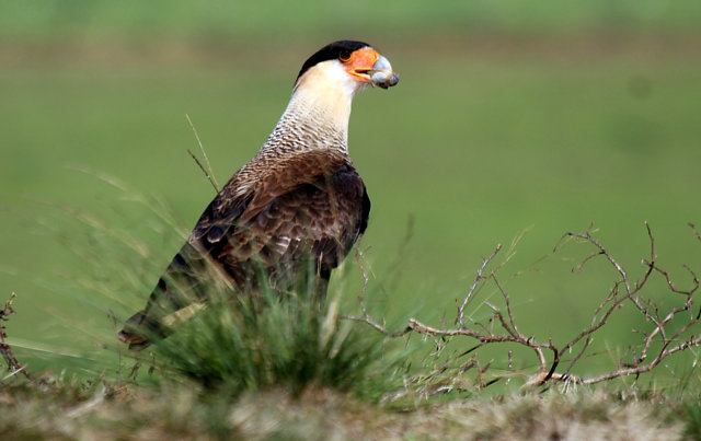 Foto carcará (Caracara plancus) Por Pedro Sessegolo | Wiki Aves - A ...