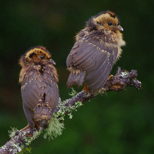 Galliformes | WikiAves - A Enciclopédia das Aves do Brasil