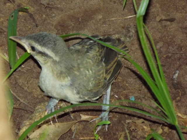 catatau (Campylorhynchus turdinus) | WikiAves - A Enciclopédia das Aves ...