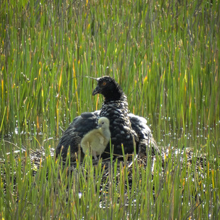 anhuma (Anhima cornuta) | WikiAves - A Enciclopédia das Aves do Brasil