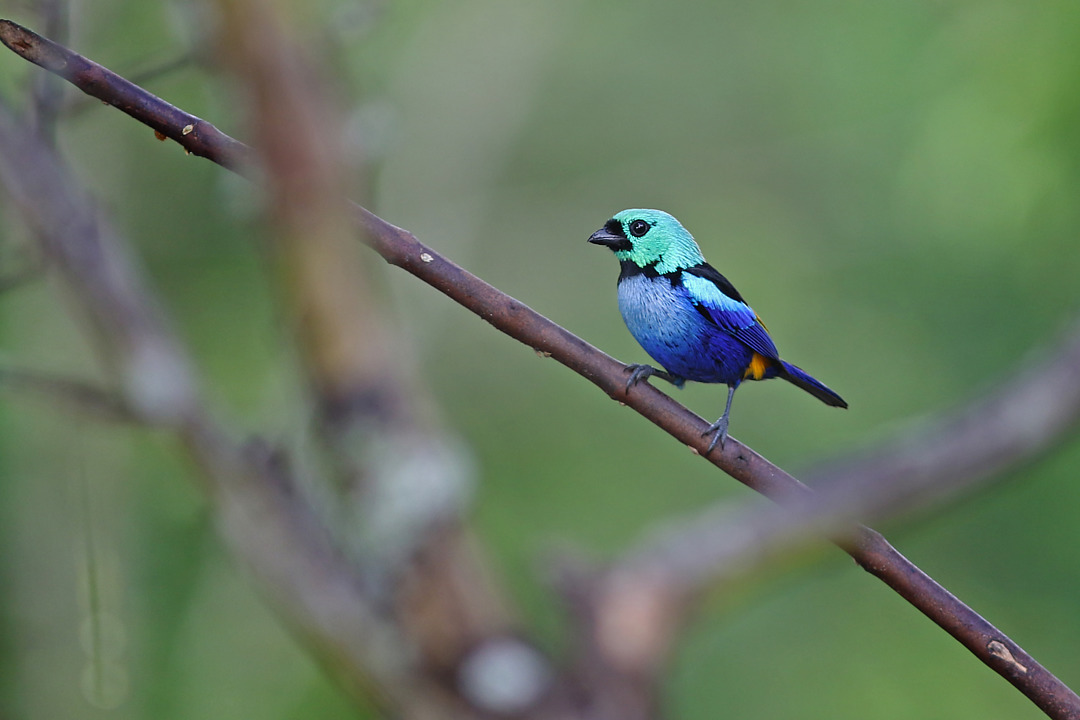 Foto saíra-pintor (Tangara fastuosa) Por Fabio Nunes | Wiki Aves - A ...