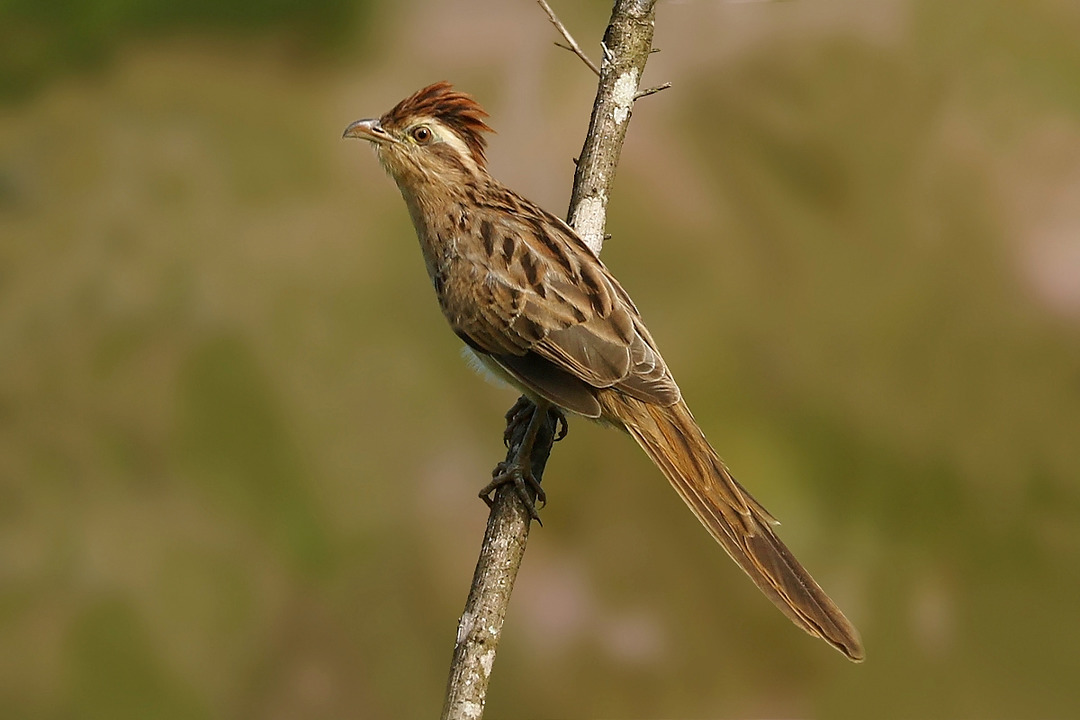 Foto saci (Tapera naevia) Por Leonardo Casadei | Wiki Aves - A ...