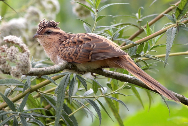 Foto saci (Tapera naevia) Por Marcia Carvalho | Wiki Aves - A ...