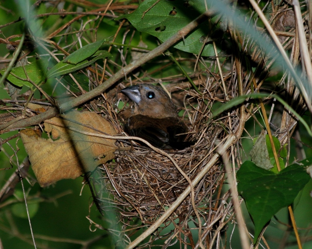 azulão (Cyanoloxia brissonii) | WikiAves - A Enciclopédia das Aves do ...