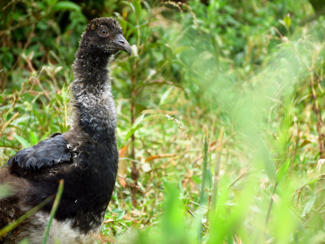 anhuma (Anhima cornuta) | WikiAves - A Enciclopédia das Aves do Brasil