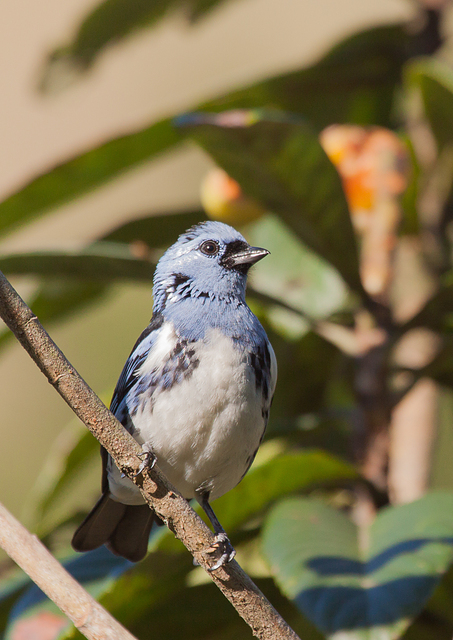 Foto cambada-de-chaves (Tangara brasiliensis) Por Gustavo Pedro de ...