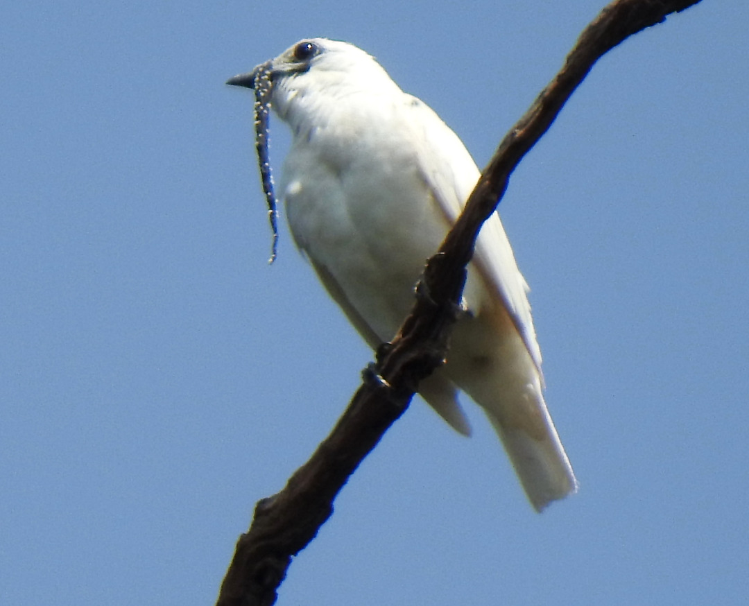 Foto araponga-da-amazônia (Procnias albus) Por Cátia Moreira | Wiki ...