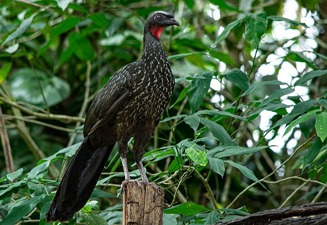 Foto jacuguaçu (Penelope obscura) Por Rosi Oliveira | Wiki Aves - A ...