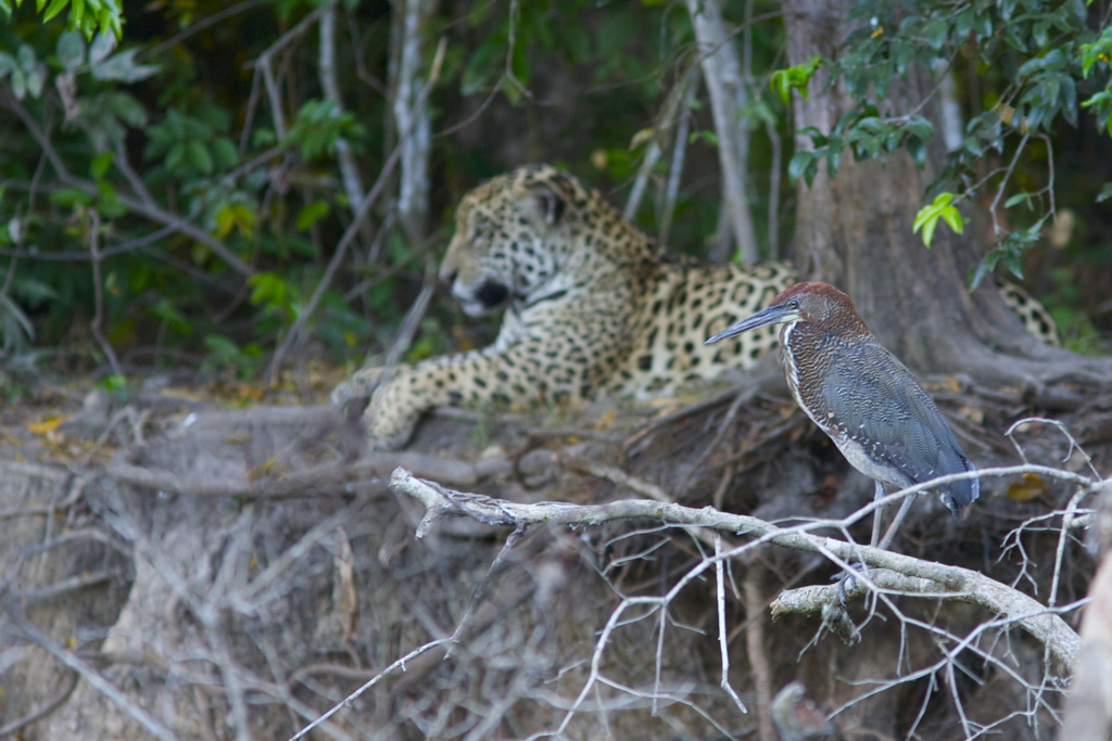 Foto socó-boi (Tigrisoma lineatum) Por Marcelo Padua | Wiki Aves - A ...