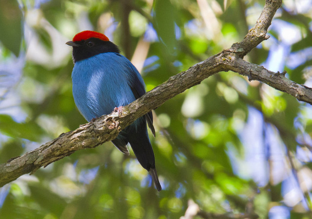 Foto tangará (Chiroxiphia caudata) Por Eduardo Fonseca | Wiki Aves - A ...