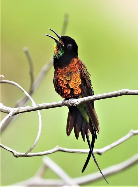 Foto topázio-de-fogo (Topaza pyra) Por Viviane De Luccia | Wiki Aves ...