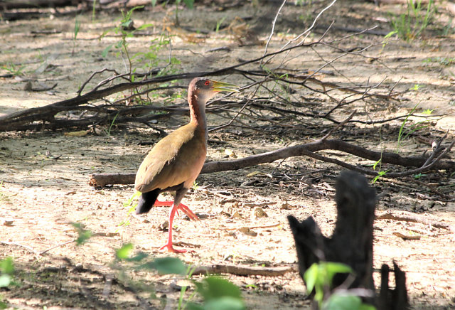 Foto saracuruçu (Aramides ypecaha) Por Heberty Adorno | Wiki Aves - A ...