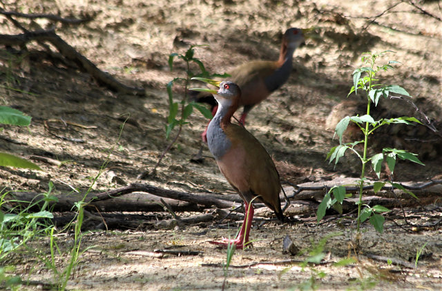 Foto saracuruçu (Aramides ypecaha) Por Heberty Adorno | Wiki Aves - A ...