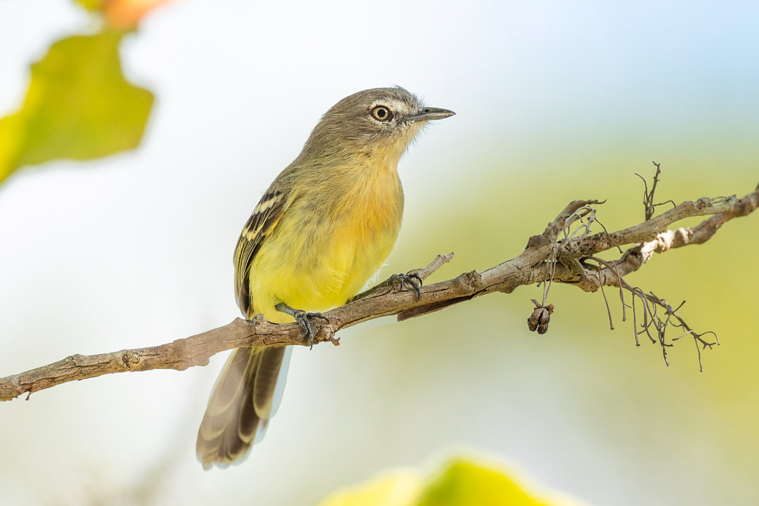Foto amarelinho-da-amazônia (Inezia caudata) Por Marcelo Telles | Wiki ...