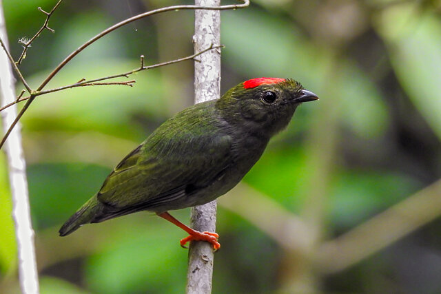 Foto tangará-príncipe (Chiroxiphia pareola) Por Antonio Lemos Maia ...