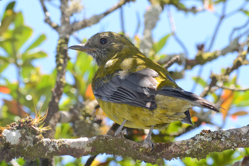 Foto saudade-de-asa-cinza (Lipaugus conditus) Por Bruno Rennó | Wiki ...