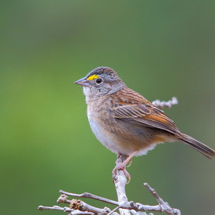 Passerellidae | WikiAves - A Enciclopédia das Aves do Brasil