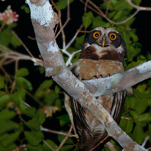 murucututu (Pulsatrix perspicillata) | WikiAves - A Enciclopédia das ...