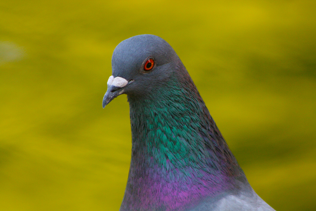 Foto pombo-doméstico (Columba livia) Por Cassio Sales | Wiki Aves - A ...