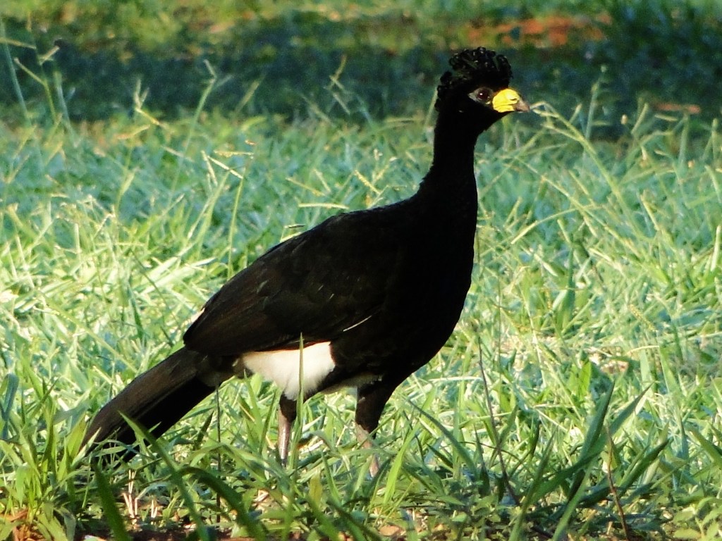 Foto mutum-de-penacho (Crax fasciolata) Por Mary Souza | Wiki Aves - A ...
