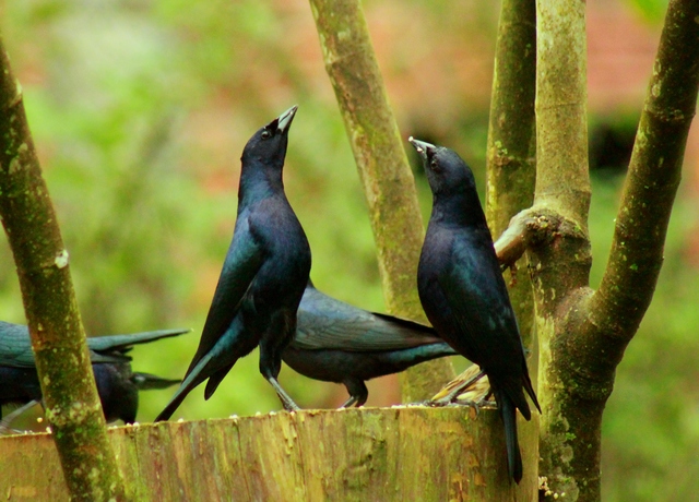 Foto chupim (Molothrus bonariensis) Por Cassio Wasem | Wiki Aves - A ...