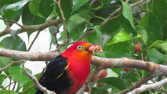 Foto uirapuru-vermelho (Pipra aureola) Por Humberto Pereira | Wiki Aves ...