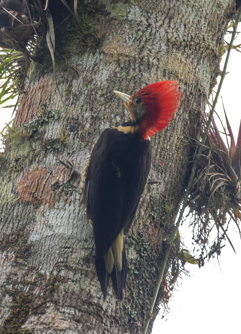 Foto pica-pau-de-cara-canela (Celeus galeatus) Por Renato Costa Pinto | Wiki Aves - A ...