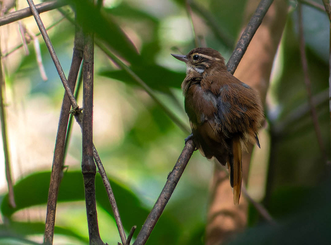 Foto bico-virado-miúdo (Xenops minutus) Por Enéas G. Junior | Wiki Aves - A Enciclopédia das ...