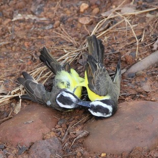 neinei (Megarynchus pitangua) | WikiAves - A Enciclopédia das Aves do ...