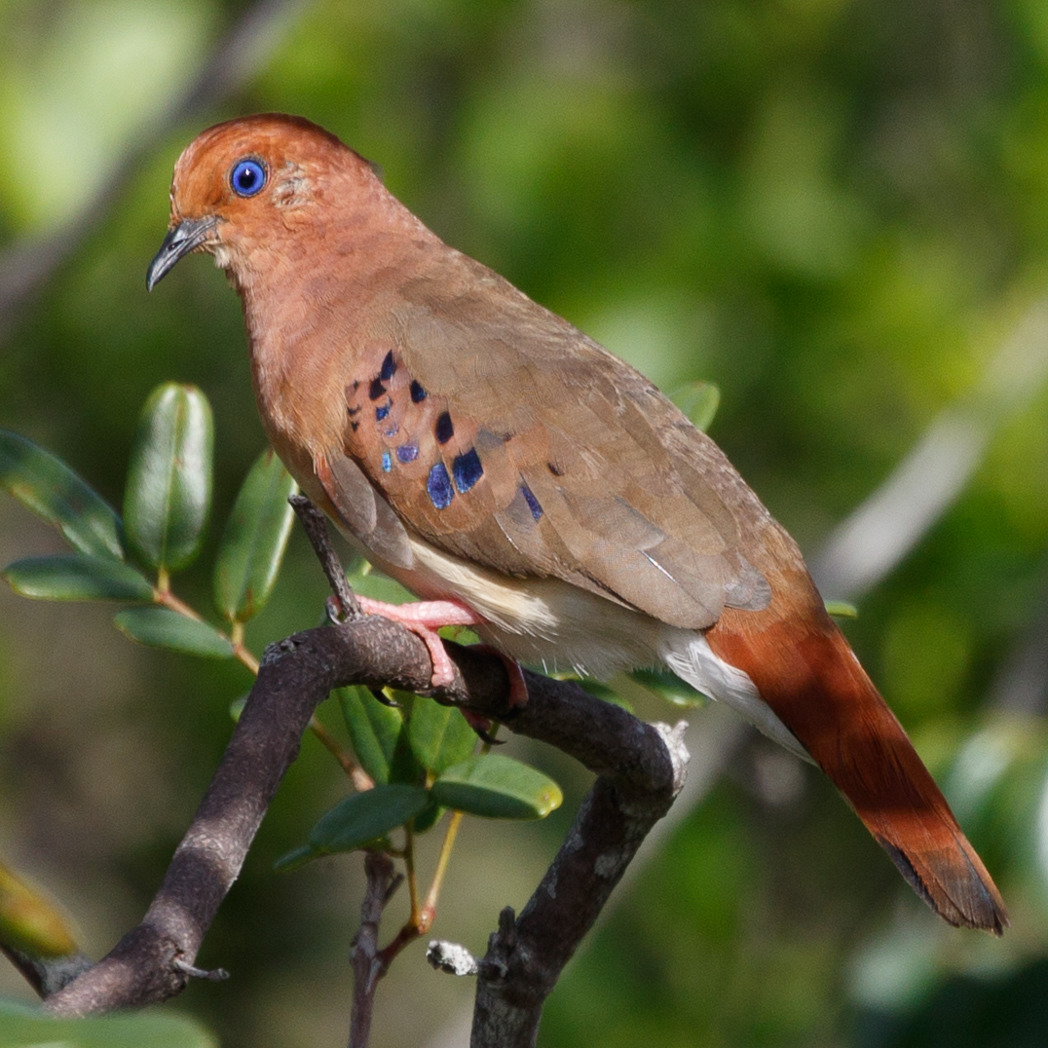 Foto rolinha-do-planalto (Columbina cyanopis) Por Silvia Faustino ...