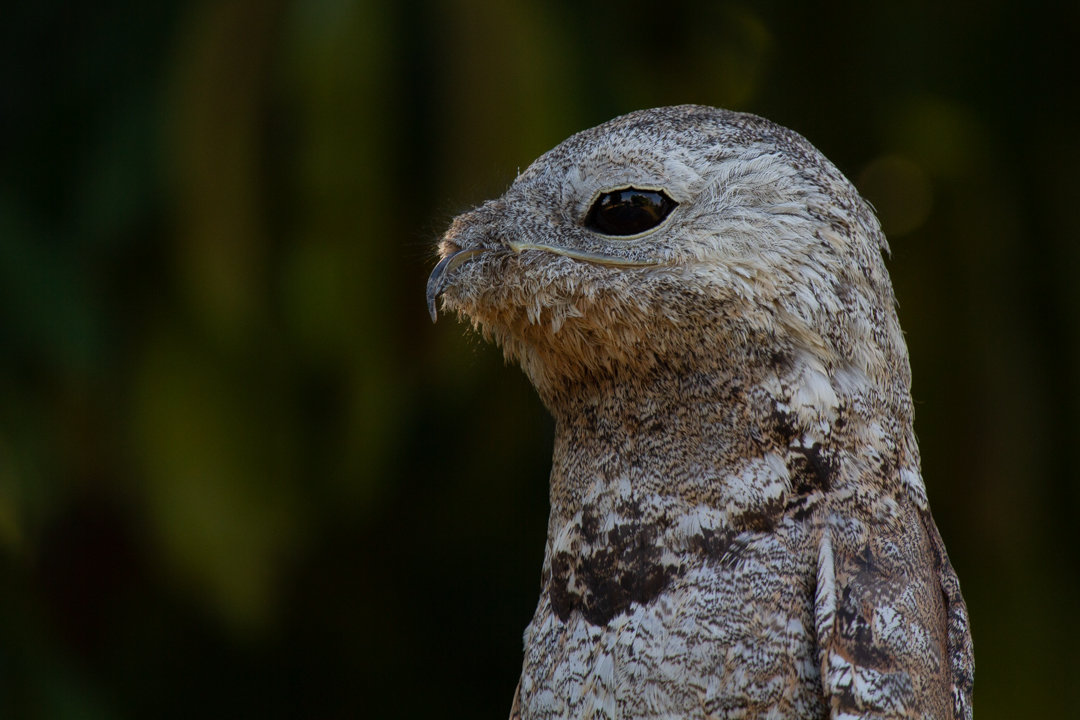 Foto urutau-grande (Nyctibius grandis) Por Patrício Sampaio | Wiki Aves ...