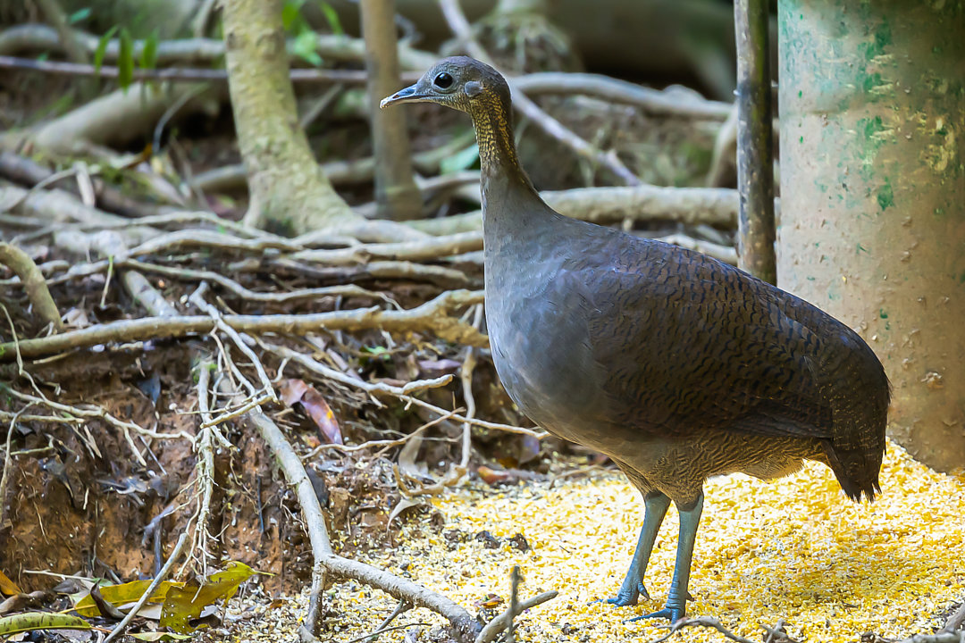 Foto macuco (Tinamus solitarius) Por Adriano Gonçalves 2 | Wiki Aves ...