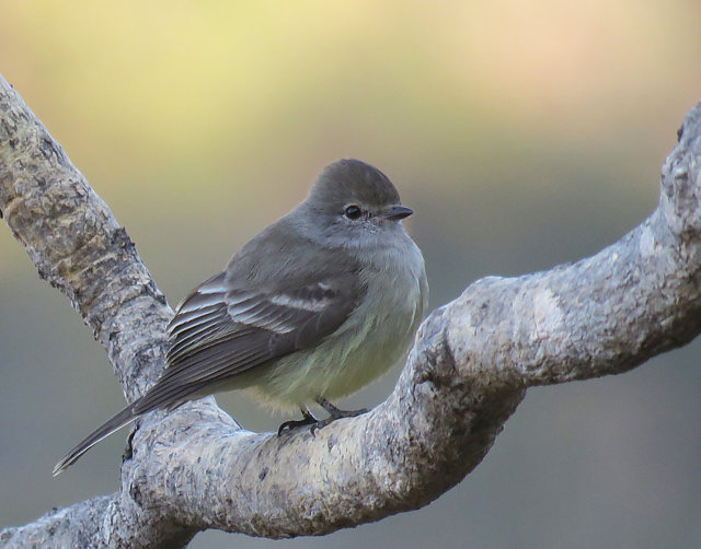 Foto guaracava-modesta (Sublegatus modestus) Por Luciano Araujo Dutra ...