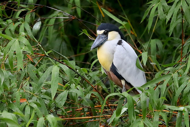 Foto arapapá (Cochlearius cochlearius) Por Lorenzo Palma | Wiki Aves ...