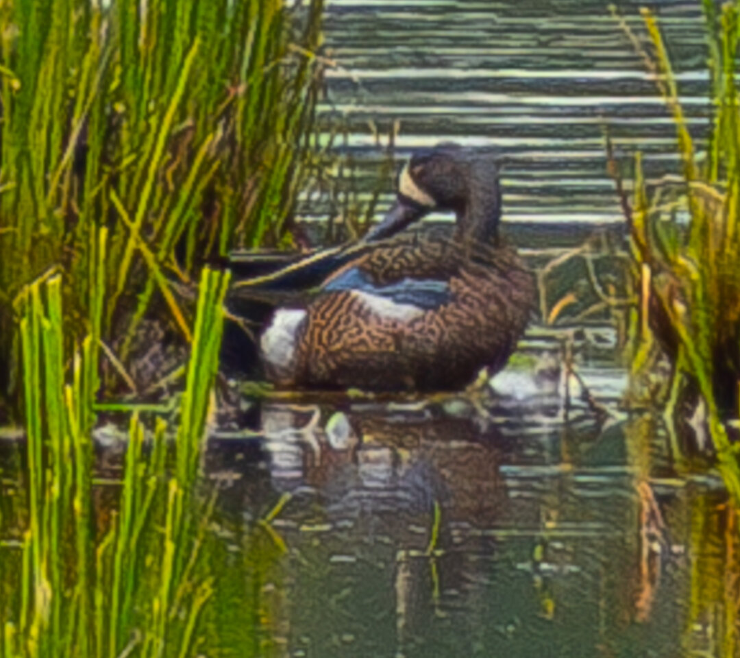 Foto marreca-de-asa-azul (Spatula discors) Por Mats Hildeman | Wiki ...