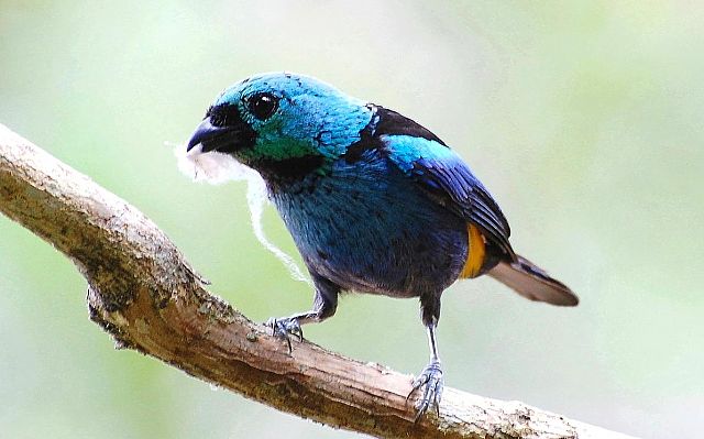 Foto saíra-pintor (Tangara fastuosa) Por Stephen Jones | Wiki Aves - A ...
