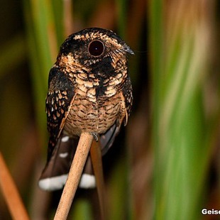 bacurau-de-rabo-maculado (Hydropsalis maculicaudus) | WikiAves - A ...