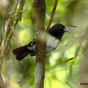 tiê-bicudo (Conothraupis mesoleuca) | WikiAves - A Enciclopédia das ...