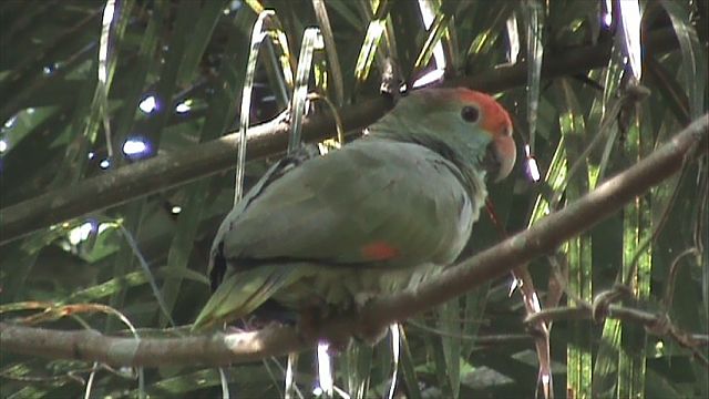 Foto chauá (Amazona rhodocorytha) Por Antonio Pretti | Wiki Aves - A ...