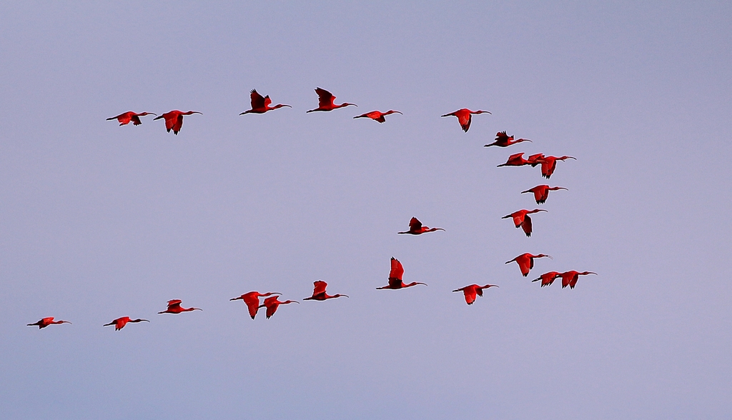 Foto guará (Eudocimus ruber) Por Leonardo Casadei | Wiki Aves - A ...