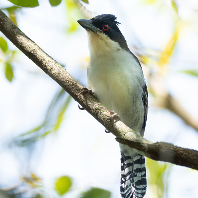 Foto choró-boi (Taraba major) Por Wilson Vieira Pr | Wiki Aves - A ...