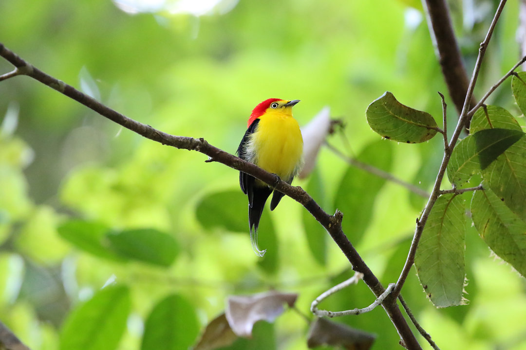Foto rabo-de-arame (Pipra filicauda) Por Eraldo Klein | Wiki Aves - A ...