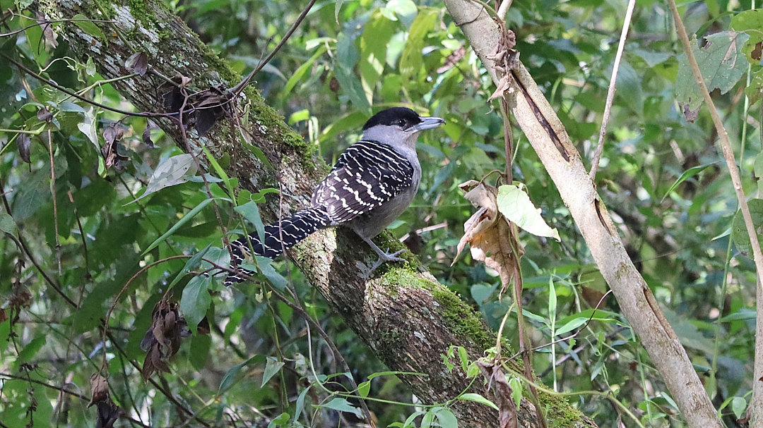 Foto matracão (Batara cinerea) Por Fernando Bondan - AvedaVez | Wiki ...