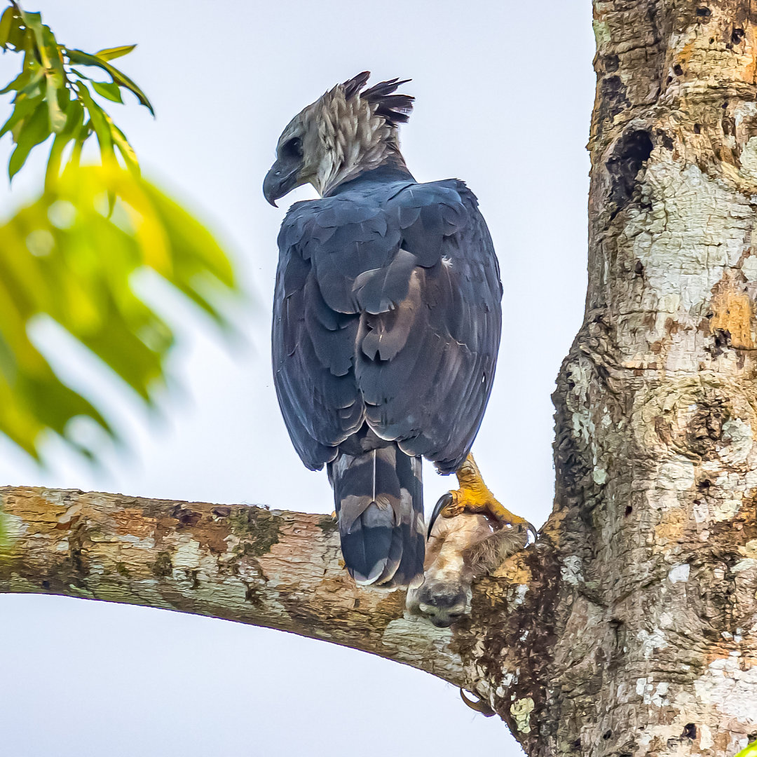 Foto gavião-real (Harpia harpyja) Por Franz Schuler | Wiki Aves - A ...
